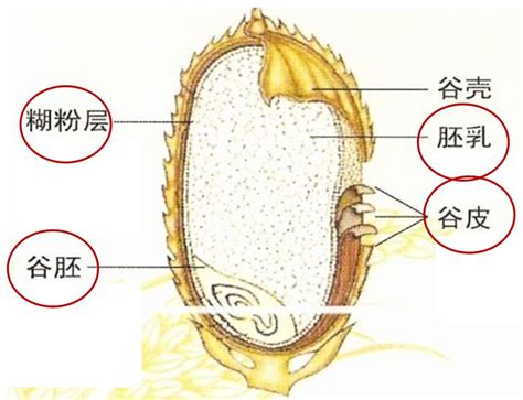 【科普】稻花香里说丰年！你所不知道的大米 搜狐大视野 搜狐新闻