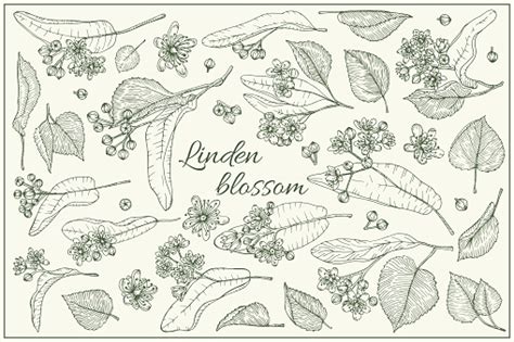 린든은 꽃을 가지고 허브 세트를 남깁니다 손으로 그린 스타일 복고풍 빈티지 그래픽 디자인 차 유기농 화장품 의학 아로마테라피에 대한 상세한 식물 벡터 스케치 0명에 대한