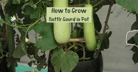 How To Grow Bottle Gourd In Container Bottle Gourd Care