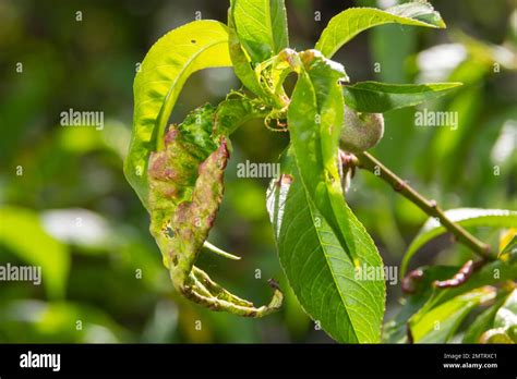 Detail Of Peach Leaves With Leaf Curl Taphrina Deformans Disease