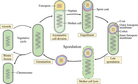 The Sporulation And Germination Cycle In B Subtilis Adapted From My