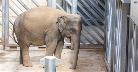 What Is The Bullhook And Why Do Elephant Handlers Use It