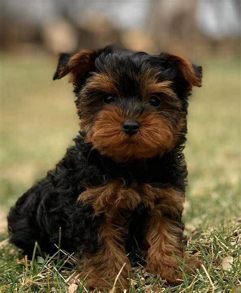 Yorkie Poos Arias Friends