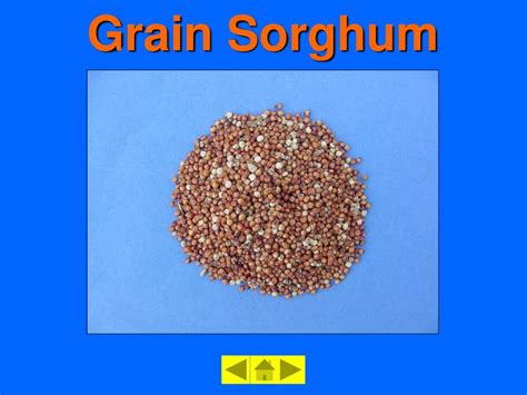 Ppt Feedstuff Identification Photo Session Powerpoint Presentation