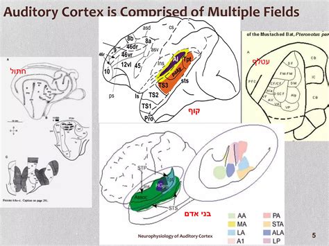 Neurophysiology Of Auditory Cortex Omar Hameed Pptx