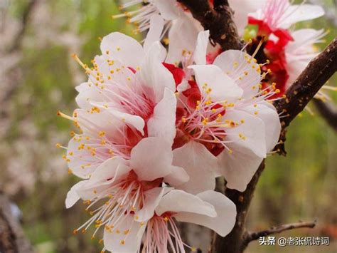詩詞中枝頭春意鬧的杏花為何變成不守婦道的紅杏出牆 每日頭條