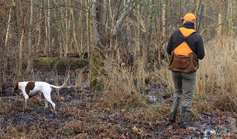 Timberdoodle Quest Georgia Woodcock Hunting Georgia Outdoor News