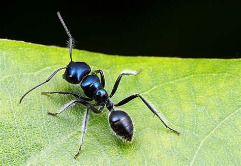 Collecting In Australias Remote Mcilwraith Range Beetles In The Bush