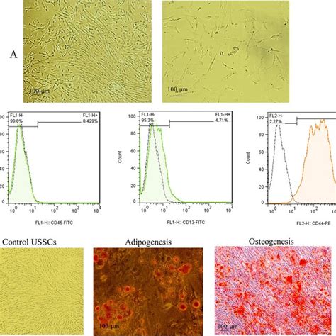 Human Unrestricted Somatic Stem Cell Hussc Characterization A