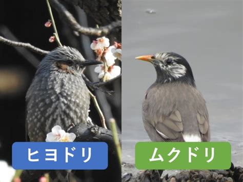 似ている野鳥の違いと見分け方 野鳥情報