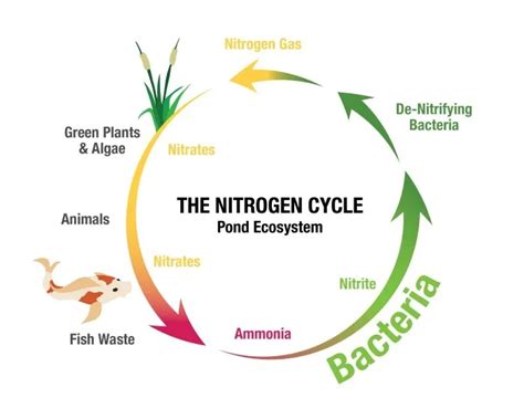 Simplified Nitrogen Cycle Diagram