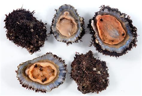 Espécies Página 10 Peixe à Porta