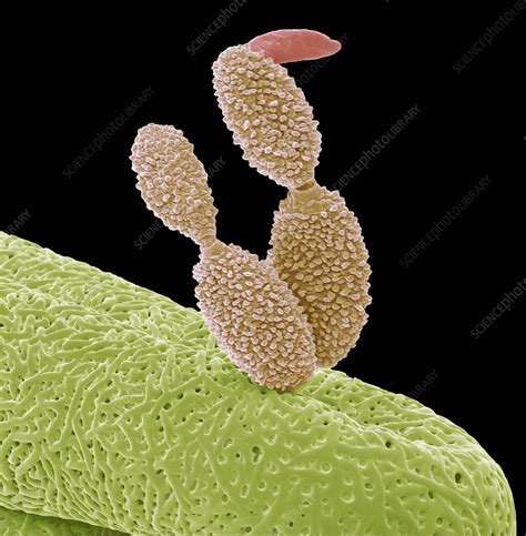 Fungal Spore Germination Sem Stock Image C0225089 Science Photo Library