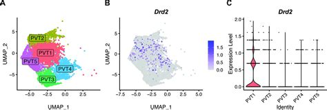 Figures And Data In Molecular And Spatial Profiling Of The Paraventricular Nucleus Of The