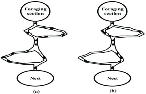 Foraging Behavior A Ants Following Double Path B Ants Following