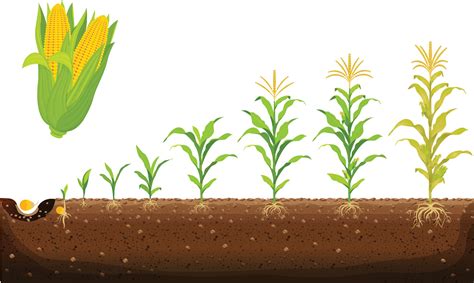 el ciclo de crecimiento del maíz ilustración de vector de etapas de