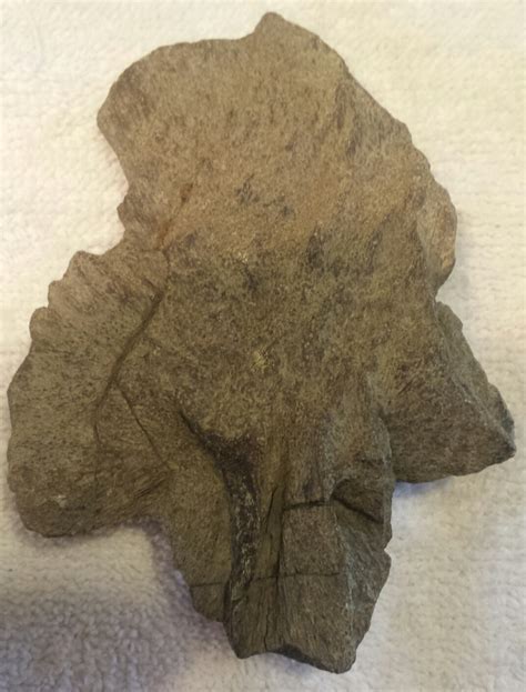 Turtle Leg Bone Fossil ID The Fossil Forum