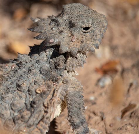 The Regal Horned Lizard — Steemit