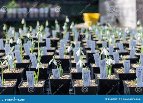 Snowdrops Stock Image Image Of Flora Outdoors Close 269786419