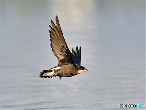20200622 ハリオアマツバメ 1 by 写鳥楽 ID9658041 写真共有サイト PHOTOHITO