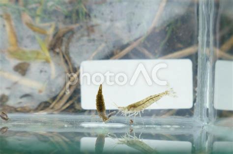 ハイイロゲンゴロウの幼虫とヌマエビ No 24368184写真素材なら写真AC無料フリーダウンロードOK
