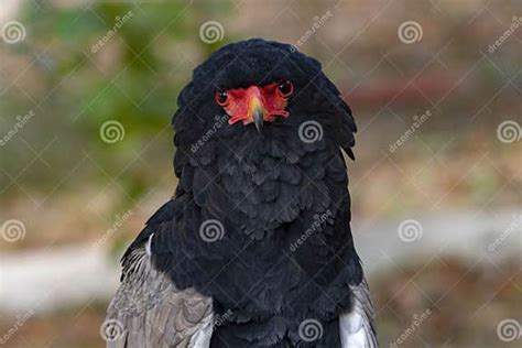 Terathopius Ecaudatus The Flying Eagle Is A Species Of Accipitriform