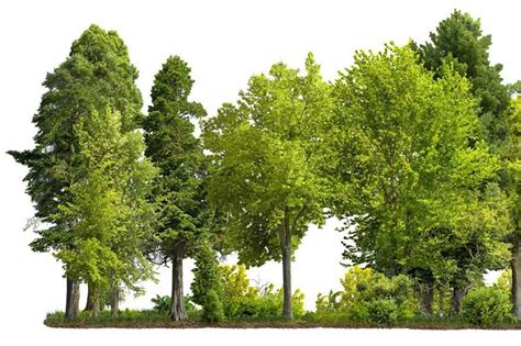 Four Trees Are Shown In The Same Row