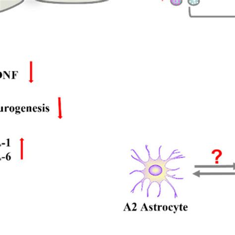 The Role Of Astrocytes In Synapse And Trophic Metabolism Glut13