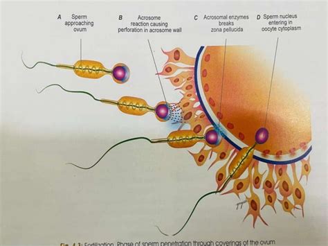 Embryology Fertilization And Cleavage Ppt