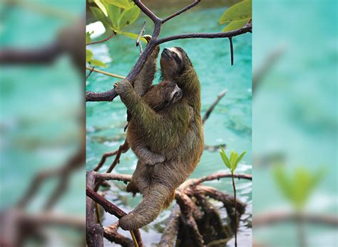 The Pygmy Three Toed Sloth The Smallest Rarest Species Of Sloth
