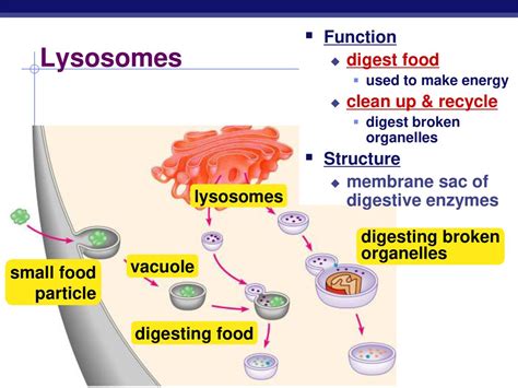 Cells And Cell Organelles Ppt Download