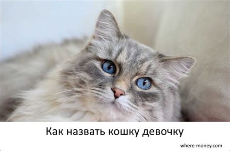 Самые красивые имена для кошек девочек легкие и современные клички