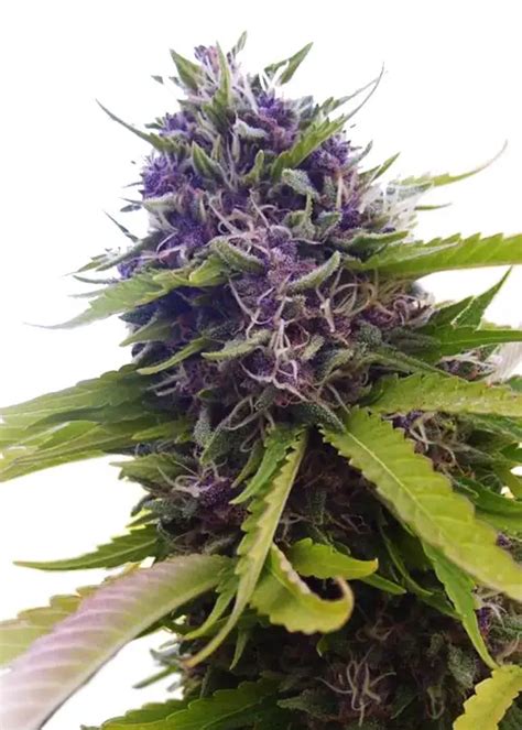 Blueberry Cannabis Strain Information Growdiaries