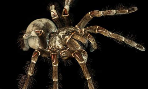 Goliath Tarantula Fangs