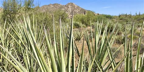136th St Express Cow Poke Loop Hike McDowell Sonoran Preserve Get