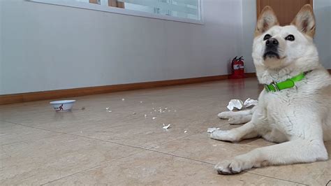 일요일 사무실에 들어와 어슬렁 어슬렁 돌아다니다 이 곳 저 곳 자리를 옮겨 다니며 잠을 자는 공장 진돗개 원래 개들이 한 곳에서 안 자고 여러 군데 돌아다니며 잠을 자나요