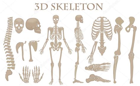 Huesos Humanos 3d Realista Vector Esqueleto Colección Conjunto De