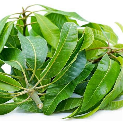 Benefits Of Mango Leaves Karadi Organics