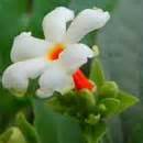 Indian Mirror Geography Indian Flora And Fauna State Trees And
