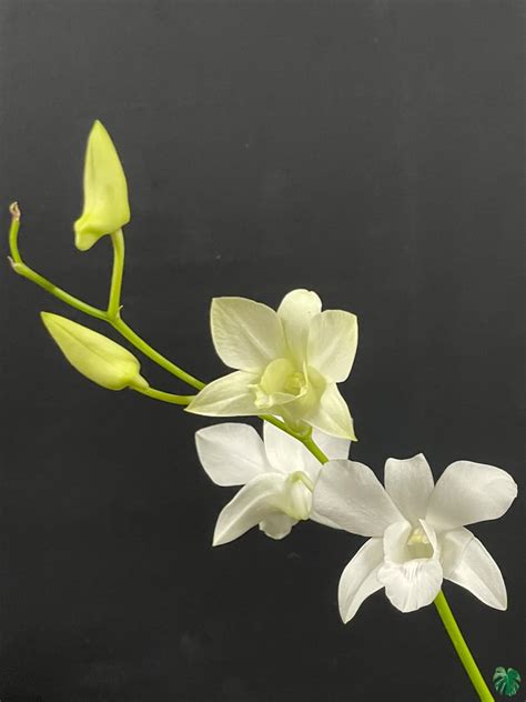 Buy Dendrobium Emma White Online Peppyflora