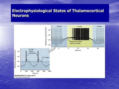 The Duration Of Sleep Ppt Download