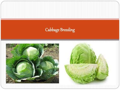 Cabbage Pptx