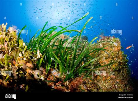 Mediterranean Seagrass Meadows Posidonia Oceanica Pantelleria Island