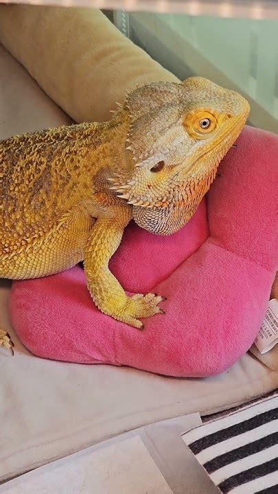 240904 비어디드래곤 Beardeddragon 파충류 도마뱀 왕자 표로또 Youtube
