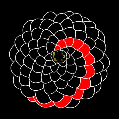 Fibonacci Sequence In Nature Diagram