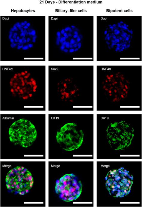 Heparg Cells Differentiation In Hydrogel At Day 21 In Differentiation