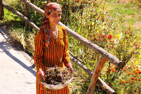 The Hill Women Of Himachal