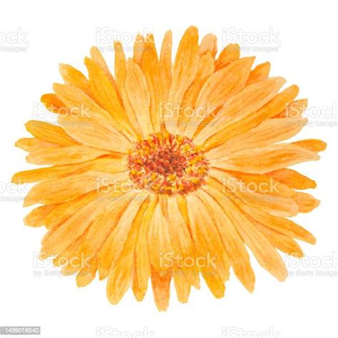 오렌지 금송화 Officinalis 수채화 손으로 그린 그림입니다 천연 약초 건강한 차 화장품 및 동종 요법 치료를위한 꽃 라벨