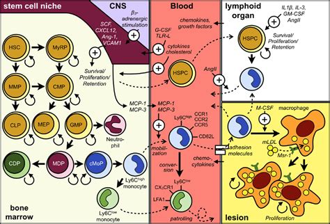 From Proliferation To Proliferation Monocyte Lineage Comes Full Circle