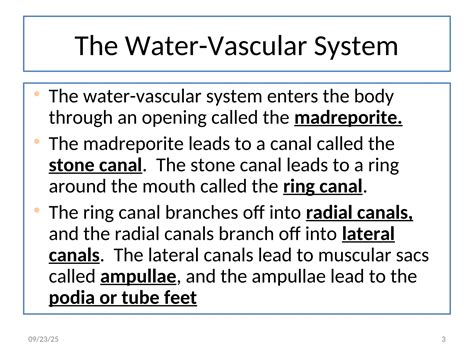 Echinoderms Water Vasularsystem Starfish Ppt